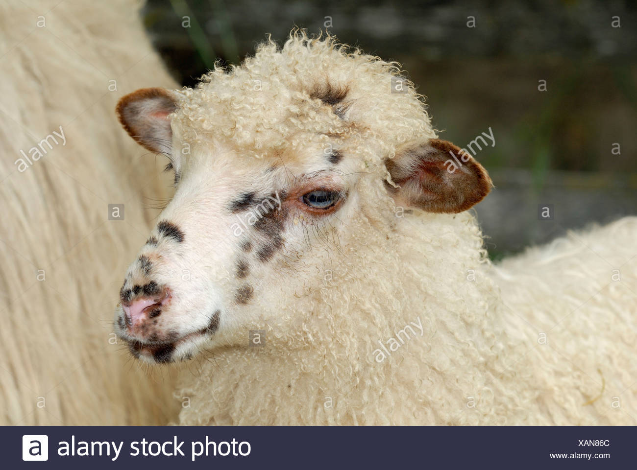 Jungschaf High Resolution Stock Photography and Images - Alamy