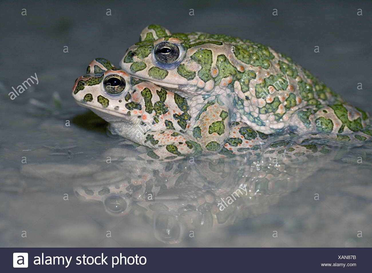 Mating Toads High Resolution Stock Photography and Images - Alamy