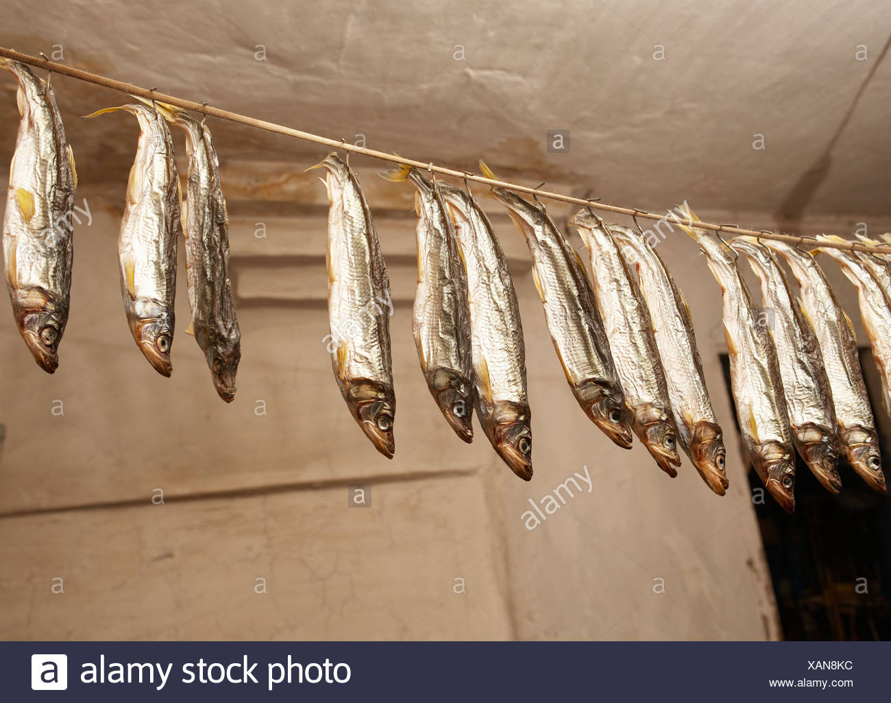 Osmerus High Resolution Stock Photography and Images - Alamy