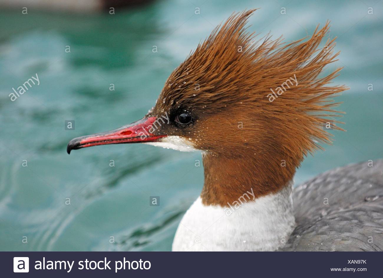 Female Common Merganser Stock Photos & Female Common Merganser Stock ...