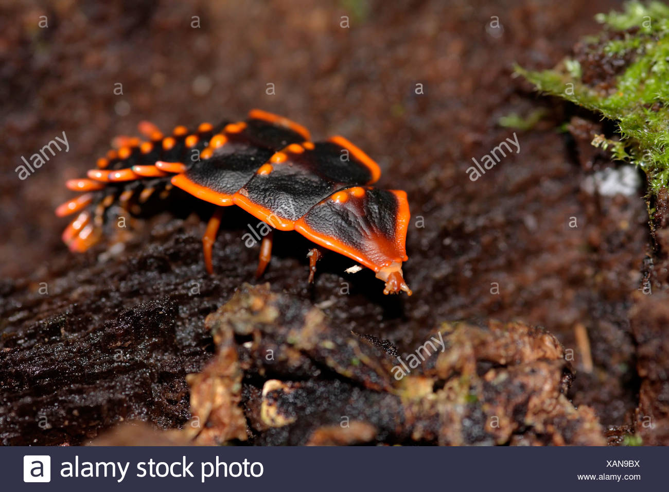 Trilobite Beetle Larvae High Resolution Stock Photography and Images ...
