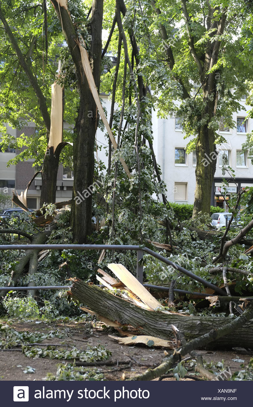 Crashed Into Trees High Resolution Stock Photography and Images - Alamy