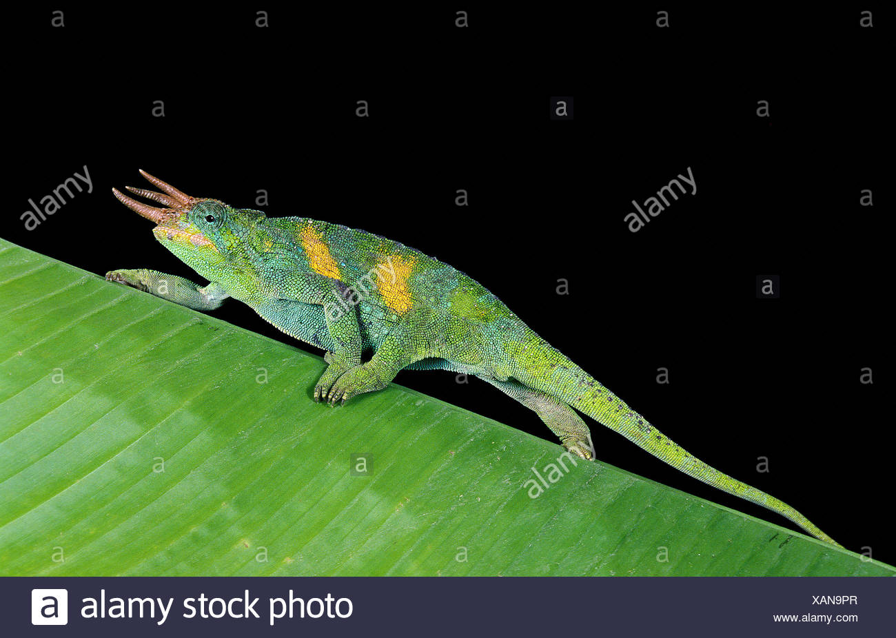 Jacksons Chameleons Stock Photos & Jacksons Chameleons Stock Images - Alamy