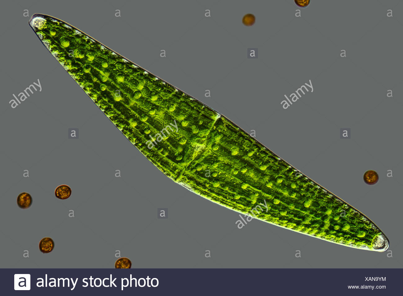 Closterium High Resolution Stock Photography and Images - Alamy