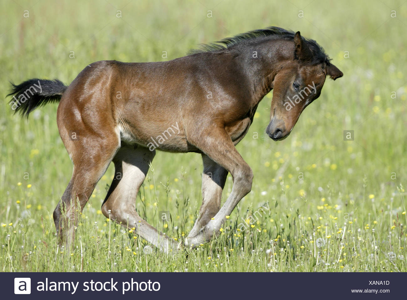 Deutsches Reitpony High Resolution Stock Photography and Images - Alamy