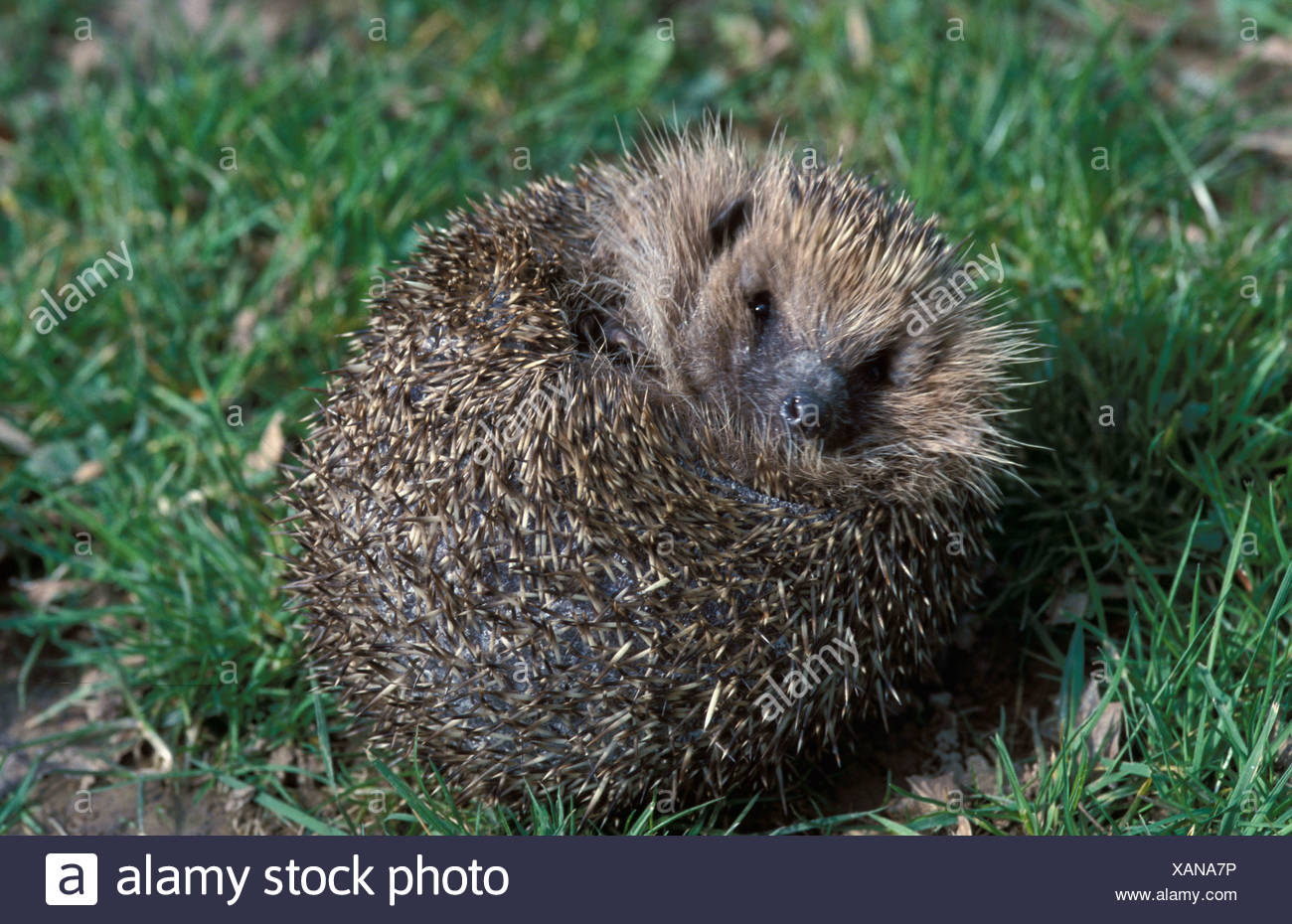 Curled In Ball High Resolution Stock Photography and Images - Alamy