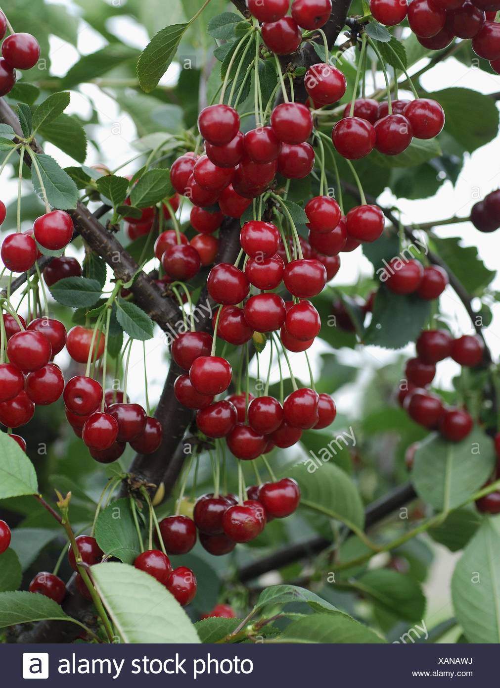 Morello Cherry Trees High Resolution Stock Photography and Images - Alamy