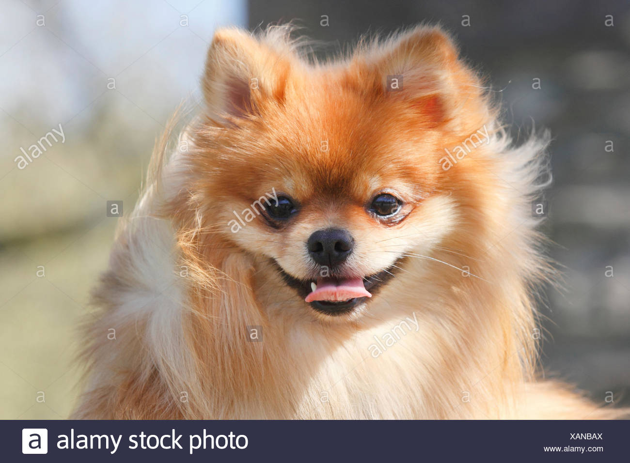 Zwergspitz Stock Photos & Zwergspitz Stock Images - Alamy