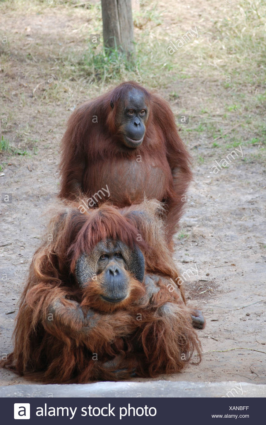 Orang Outang High Resolution Stock Photography and Images - Alamy