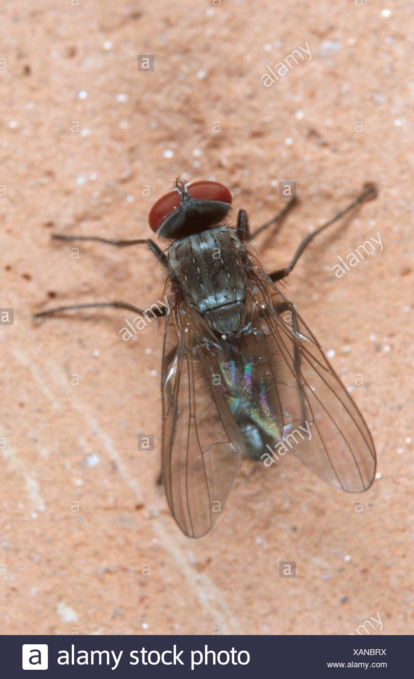 Lesser House Fly Fannia Canicularis High Resolution Stock Photography ...