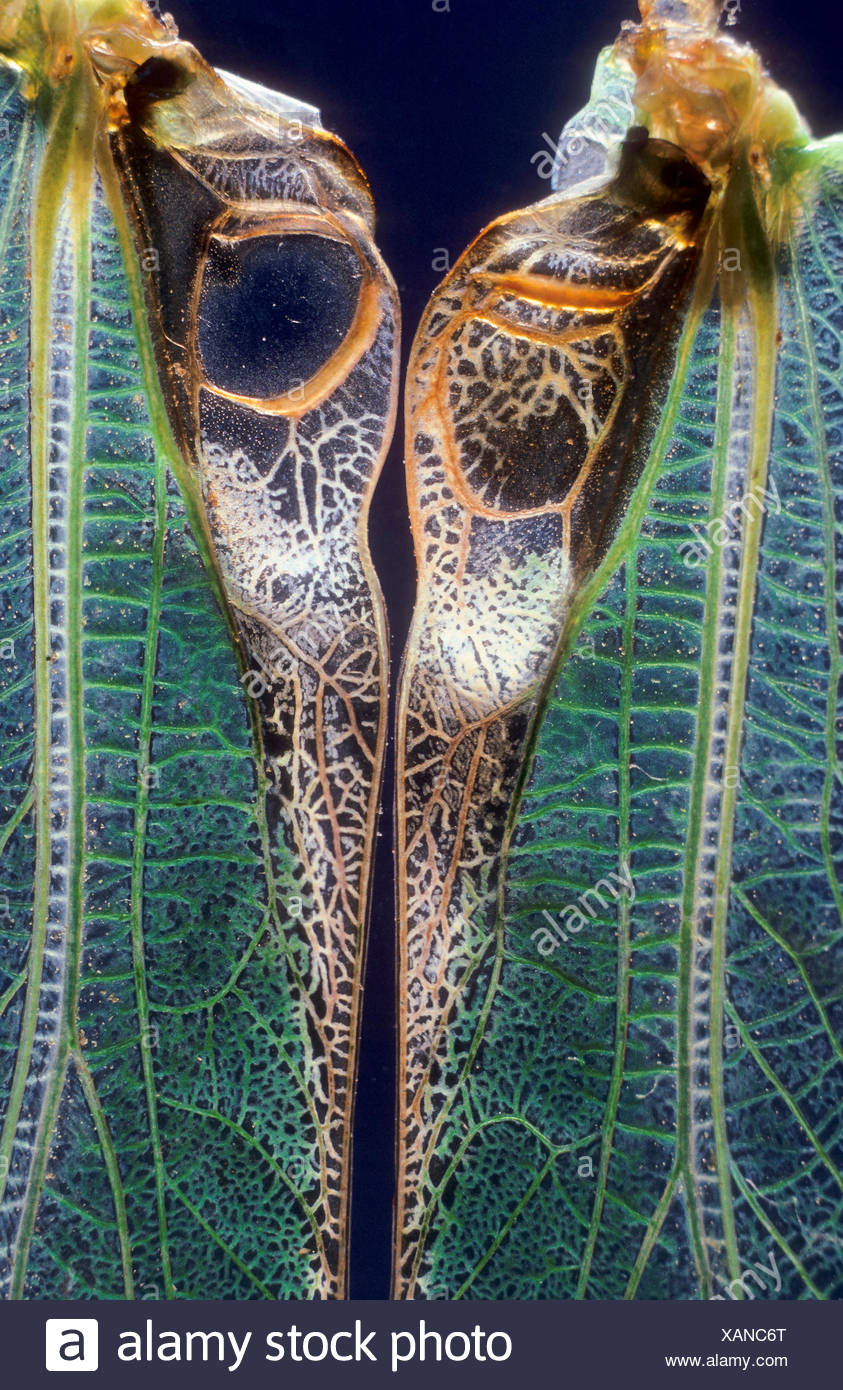 Green Grasshopper Tettigonia Viridissima Stock Photos & Green ...