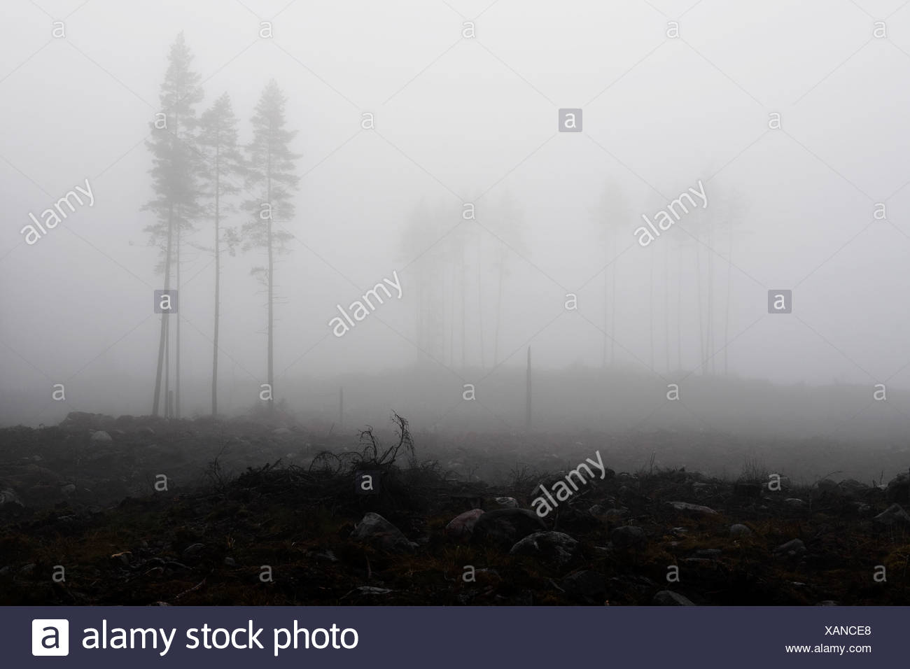Fog Collection High Resolution Stock Photography and Images - Alamy