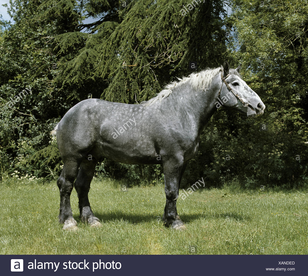 Heavy Horse Percheron Breed Heavy Stock Photos & Heavy Horse Percheron ...