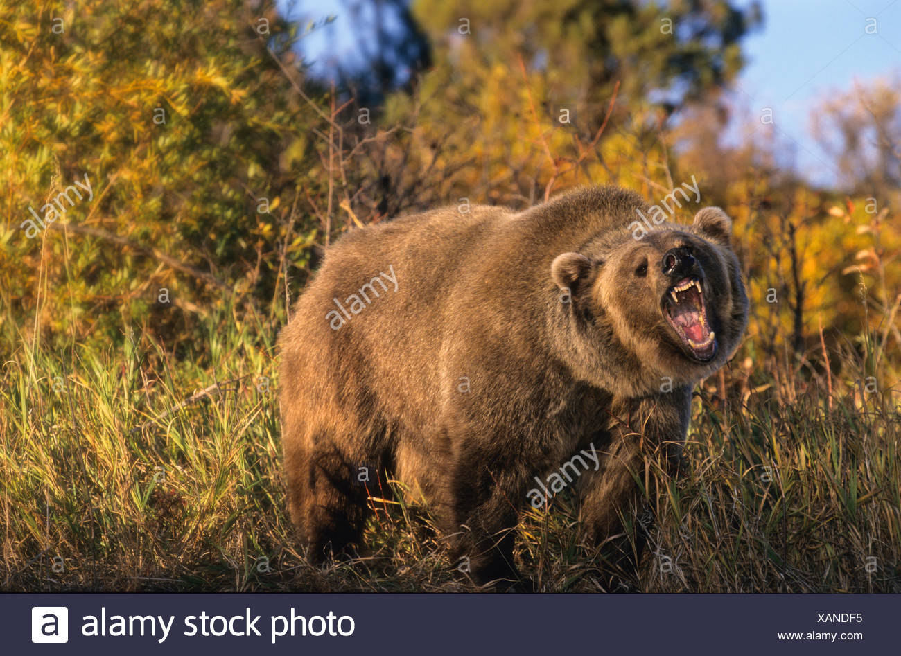 Grizzly Bear Standing Roaring Stock Photos & Grizzly Bear Standing ...