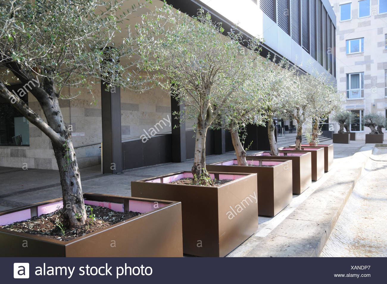 Olea Europaea Tree High Resolution Stock Photography and Images - Alamy