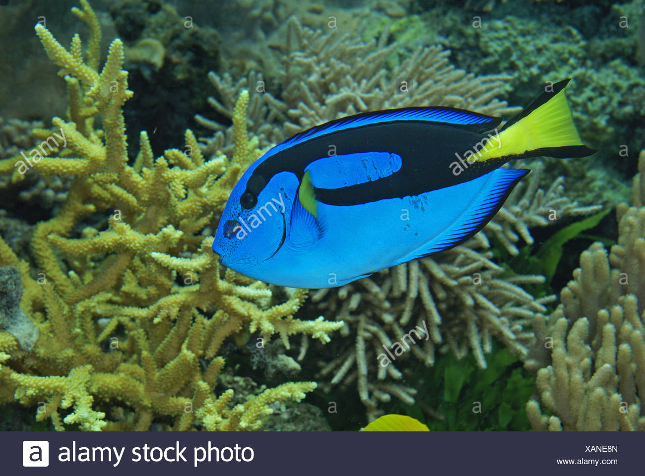 Palette Tang High Resolution Stock Photography and Images - Alamy