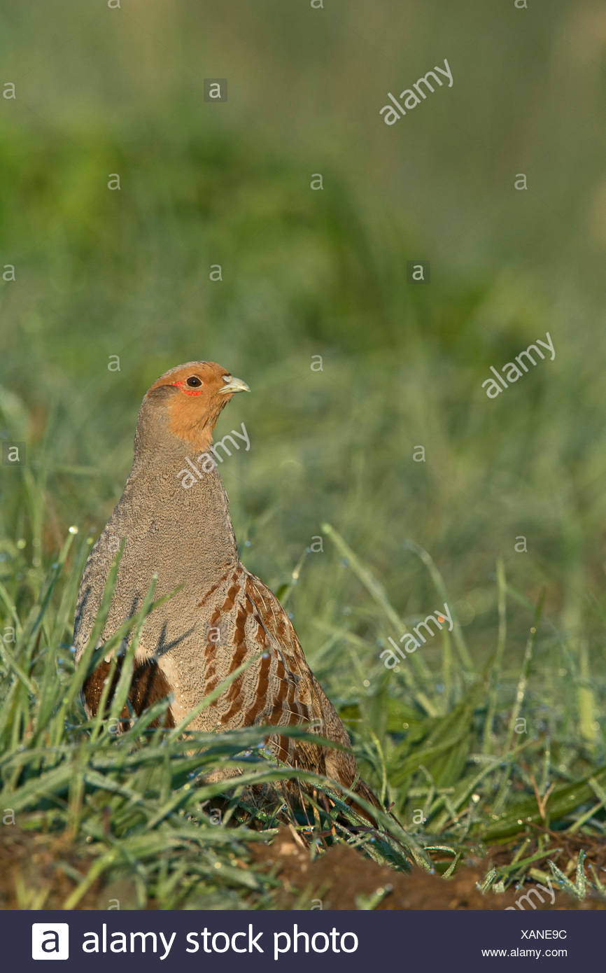 Male Grey Partridge Perdix Perdix High Resolution Stock Photography and ...