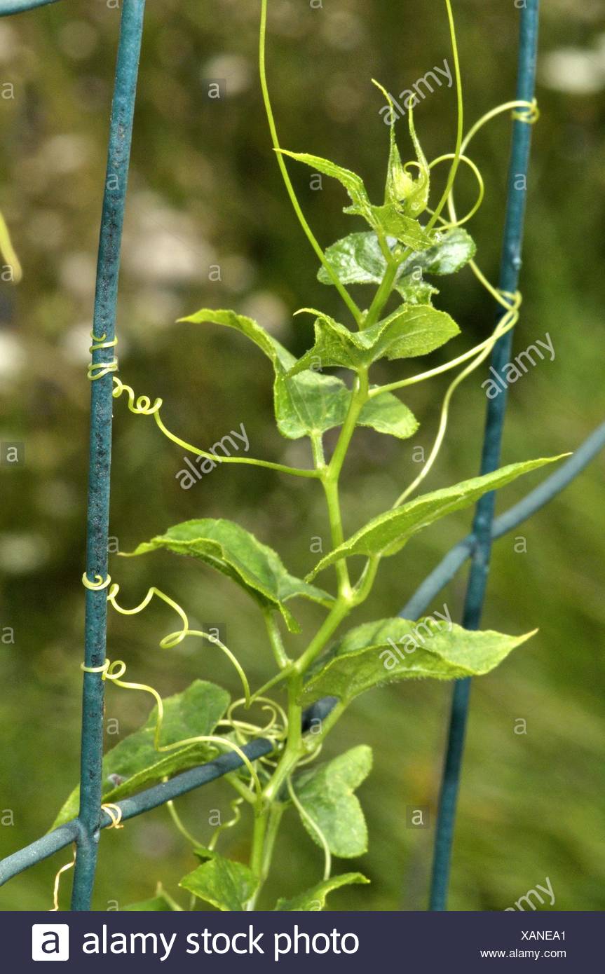 Plant Climbing Stem Bryonia Dioica High Resolution Stock Photography ...