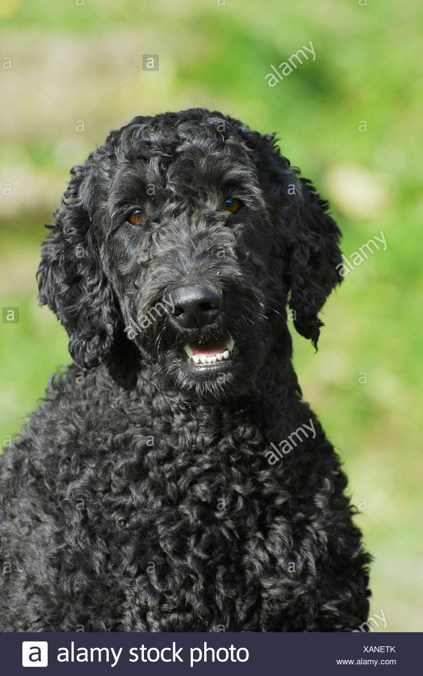 Goldendoodle Portrait Stock Photos & Goldendoodle Portrait Stock Images ...