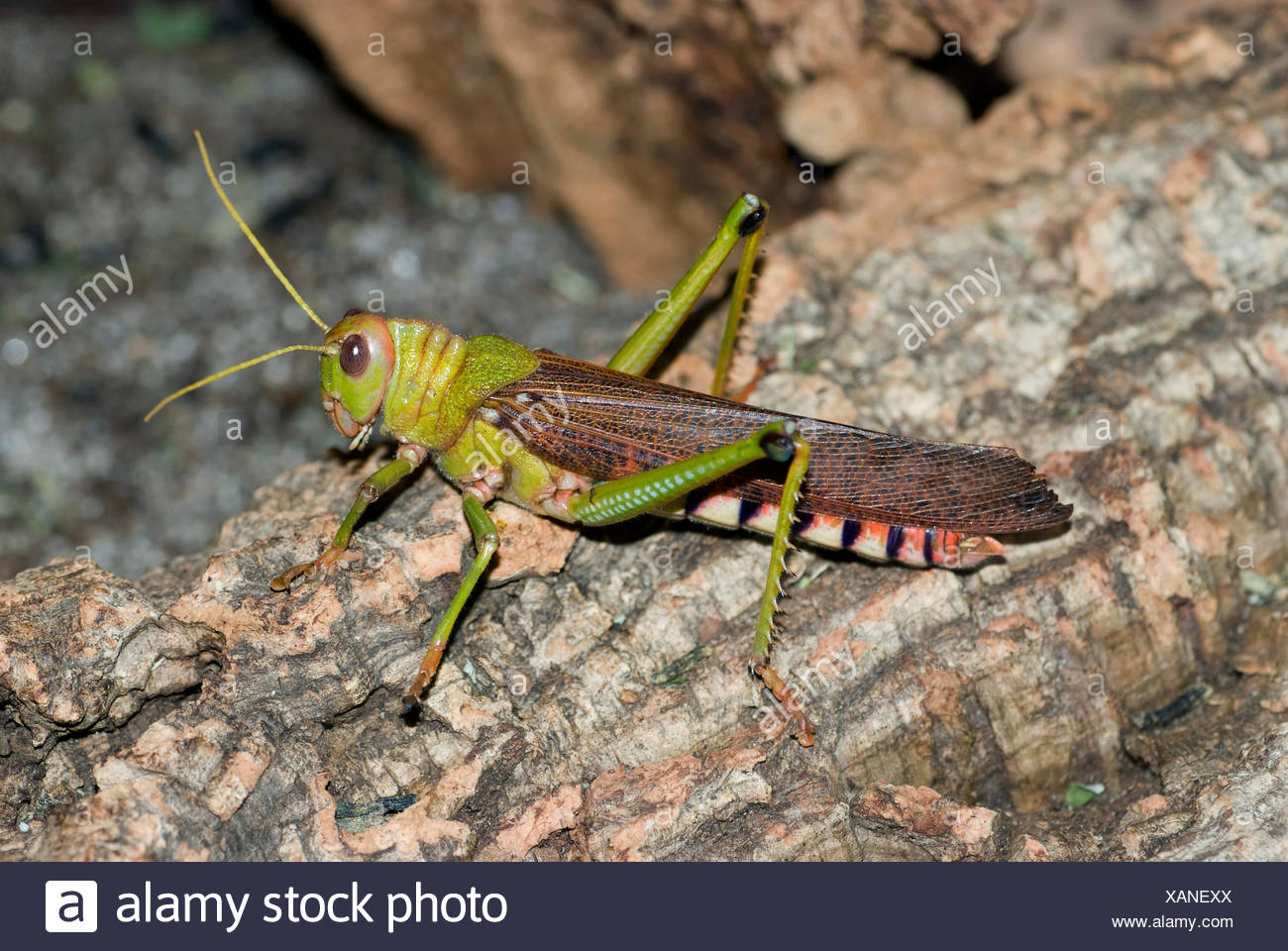 South American Locust High Resolution Stock Photography and Images - Alamy