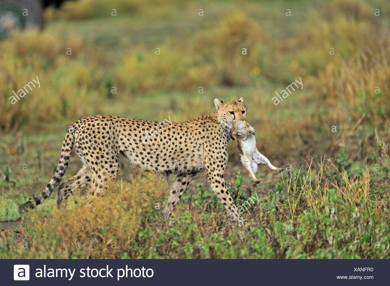 Cheetah And Dead Prey High Resolution Stock Photography and Images - Alamy