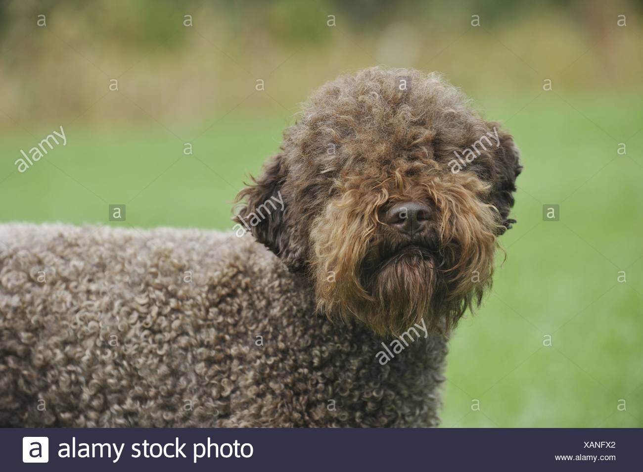 Lagotto Romagnolo And Truffle High Resolution Stock Photography and ...