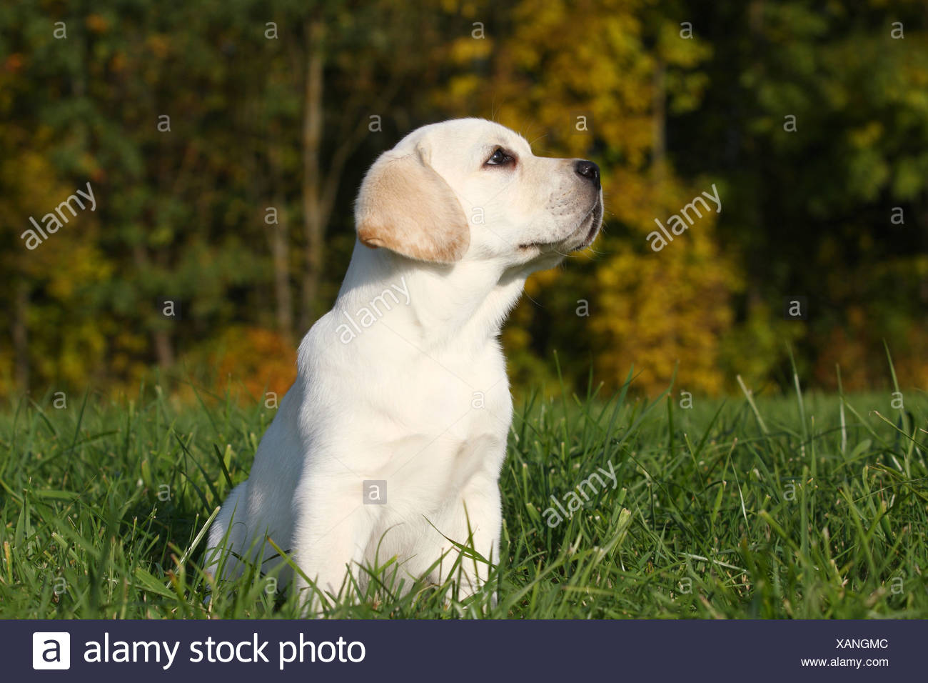 Blonde Labrador Retriever Puppy Sitting High Resolution Stock ...