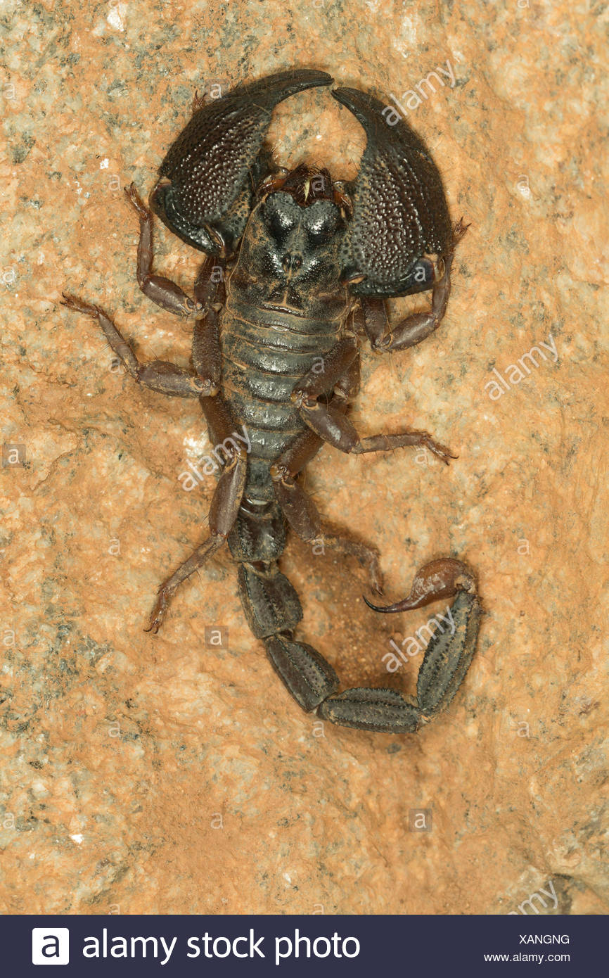 Black Burrowing Scorpion High Resolution Stock Photography and Images ...