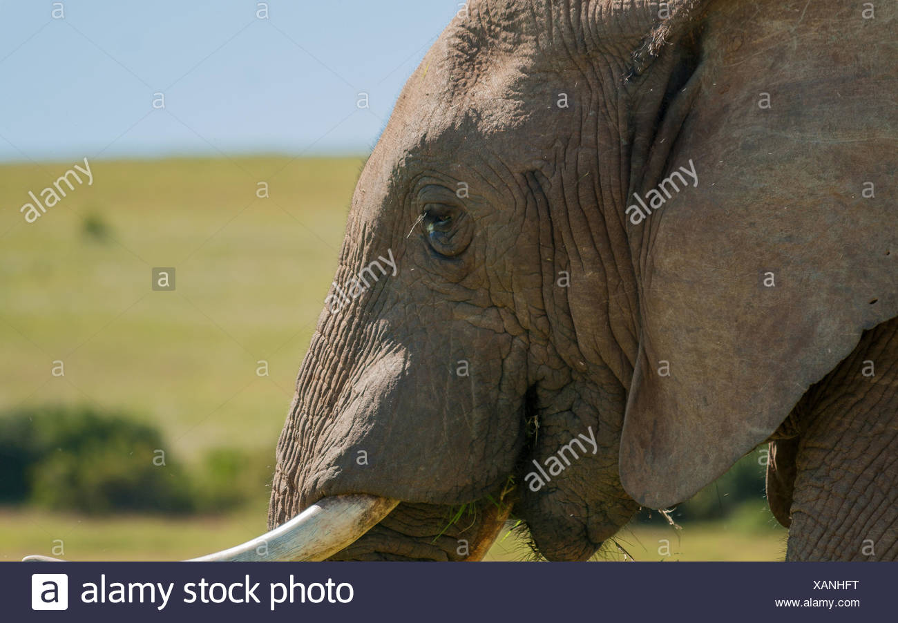 Elephant Head High Resolution Stock Photography and Images - Alamy