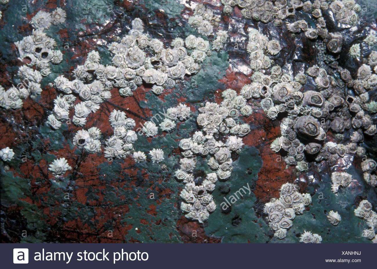 Chthamalus Stellatus High Resolution Stock Photography and Images - Alamy