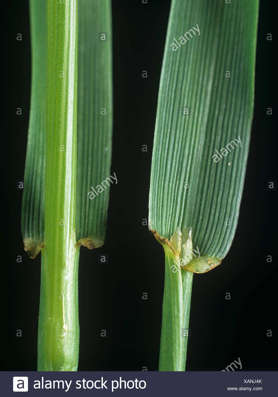 Perennial Ryegrass Lolium Perenne High Resolution Stock Photography and ...