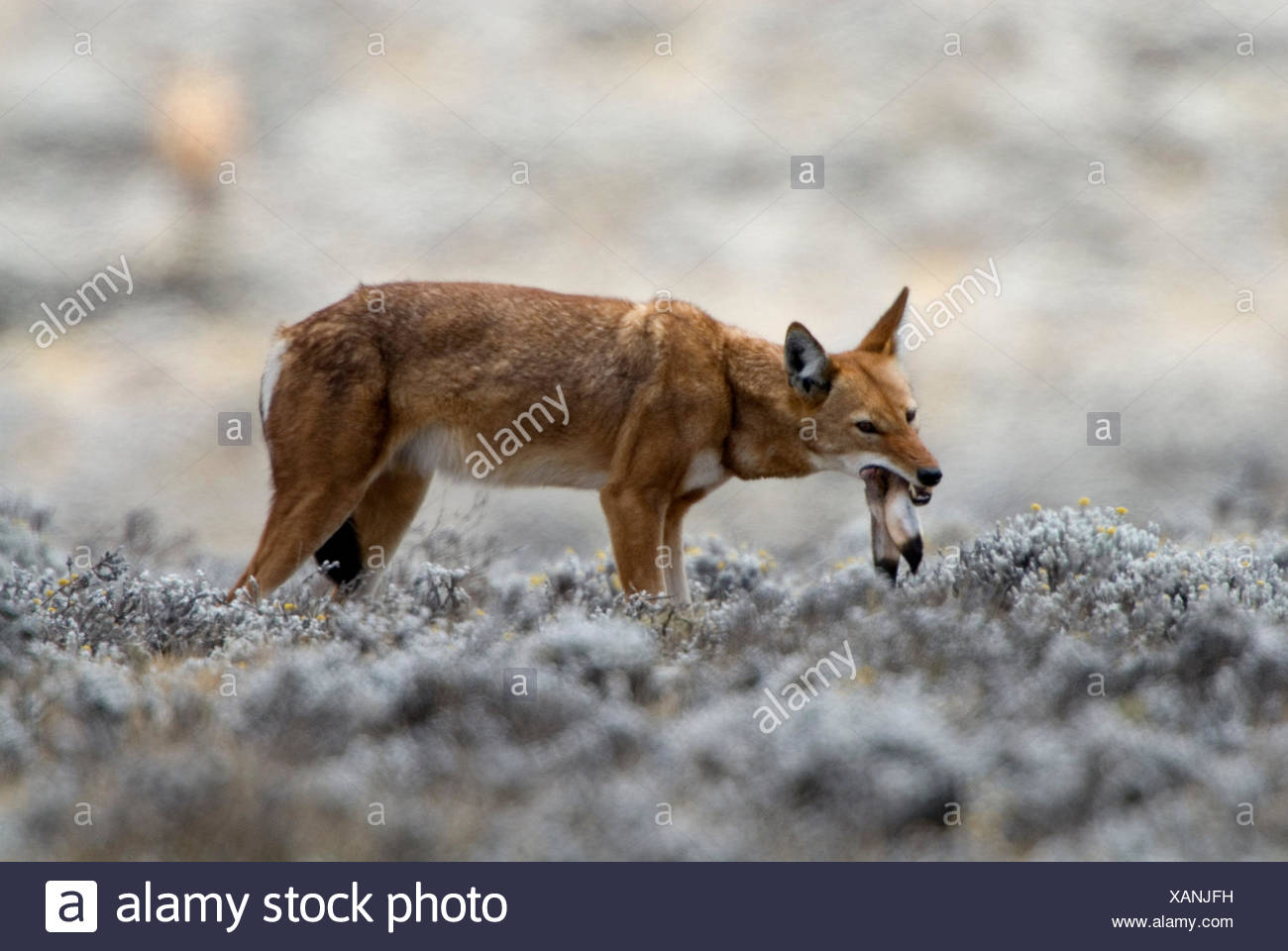 Ethiopian Red Wolf High Resolution Stock Photography and Images - Alamy