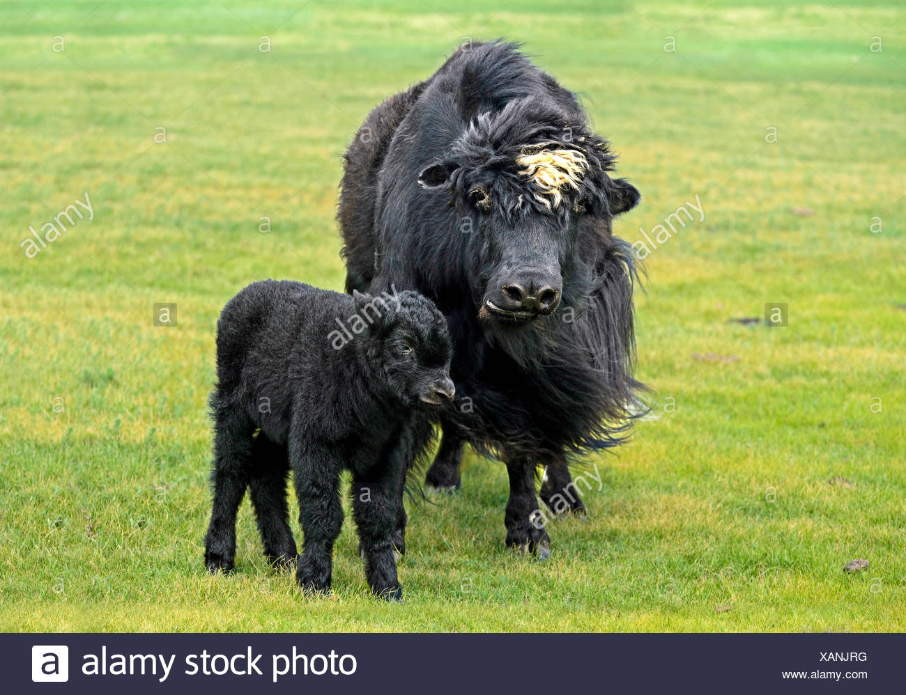 Black Yak High Resolution Stock Photography and Images - Alamy