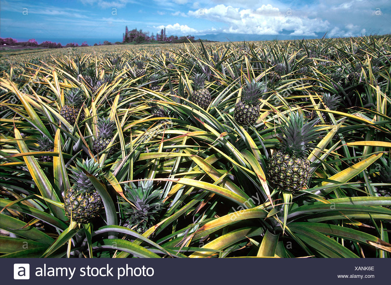 Pineapple Plantation Crops High Resolution Stock Photography and Images ...