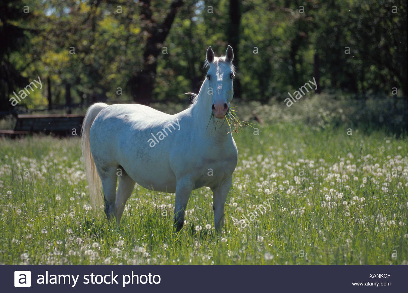 Lipizzaner Mare High Resolution Stock Photography and Images - Alamy