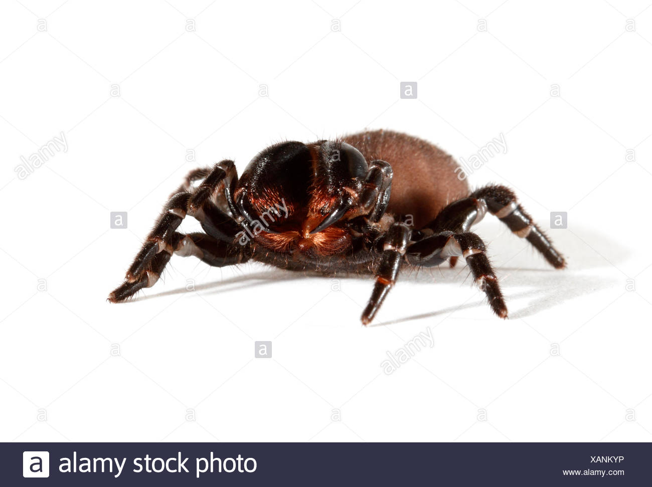 Mouse Spider High Resolution Stock Photography and Images - Alamy