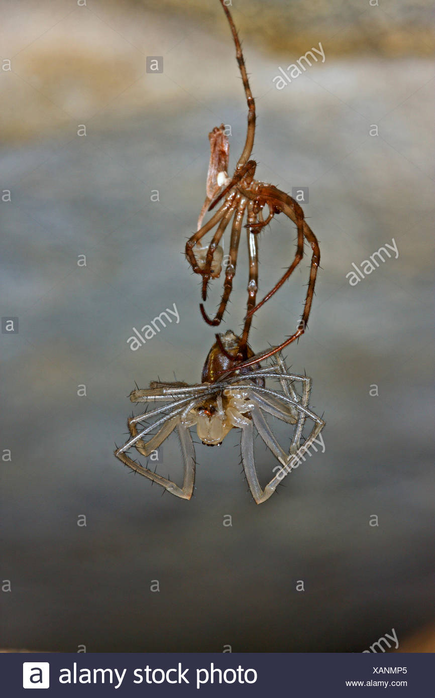 European Cave Spiders High Resolution Stock Photography and Images - Alamy