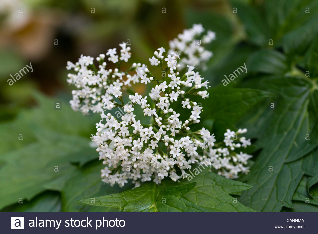 Valerian Plants Horizontal Stock Photos & Valerian Plants Horizontal ...