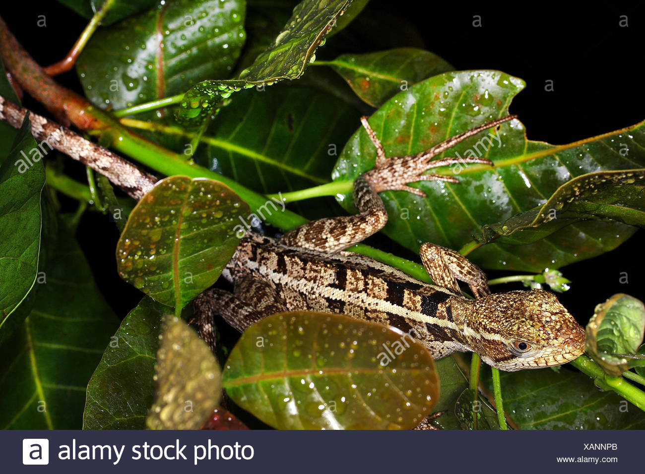 Jesus Christ Lizard Costa Rica High Resolution Stock Photography and ...