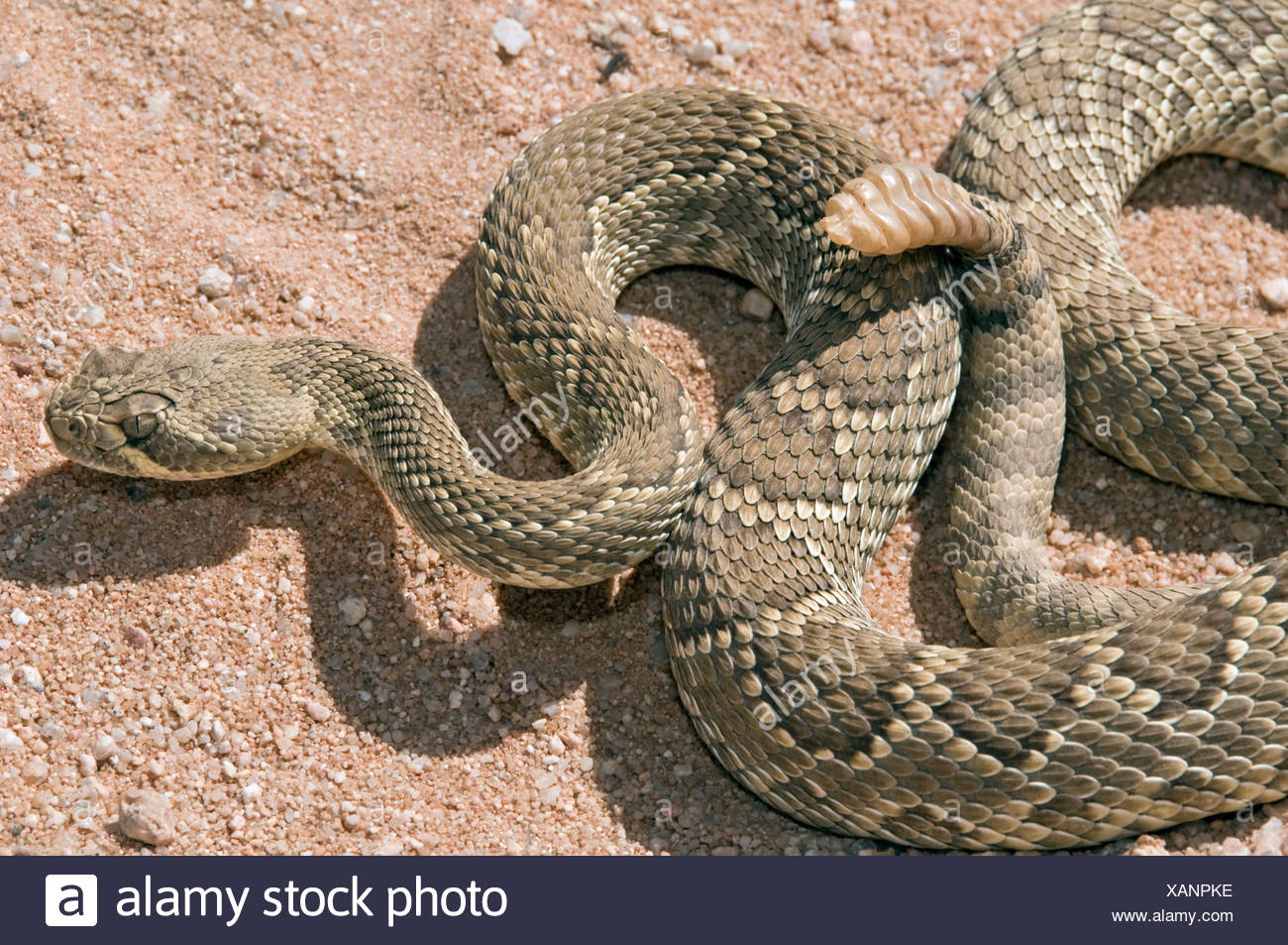 Sand Snake High Resolution Stock Photography and Images - Alamy