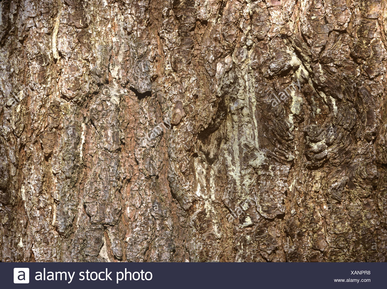 Pinus Peuce Tree High Resolution Stock Photography and Images - Alamy
