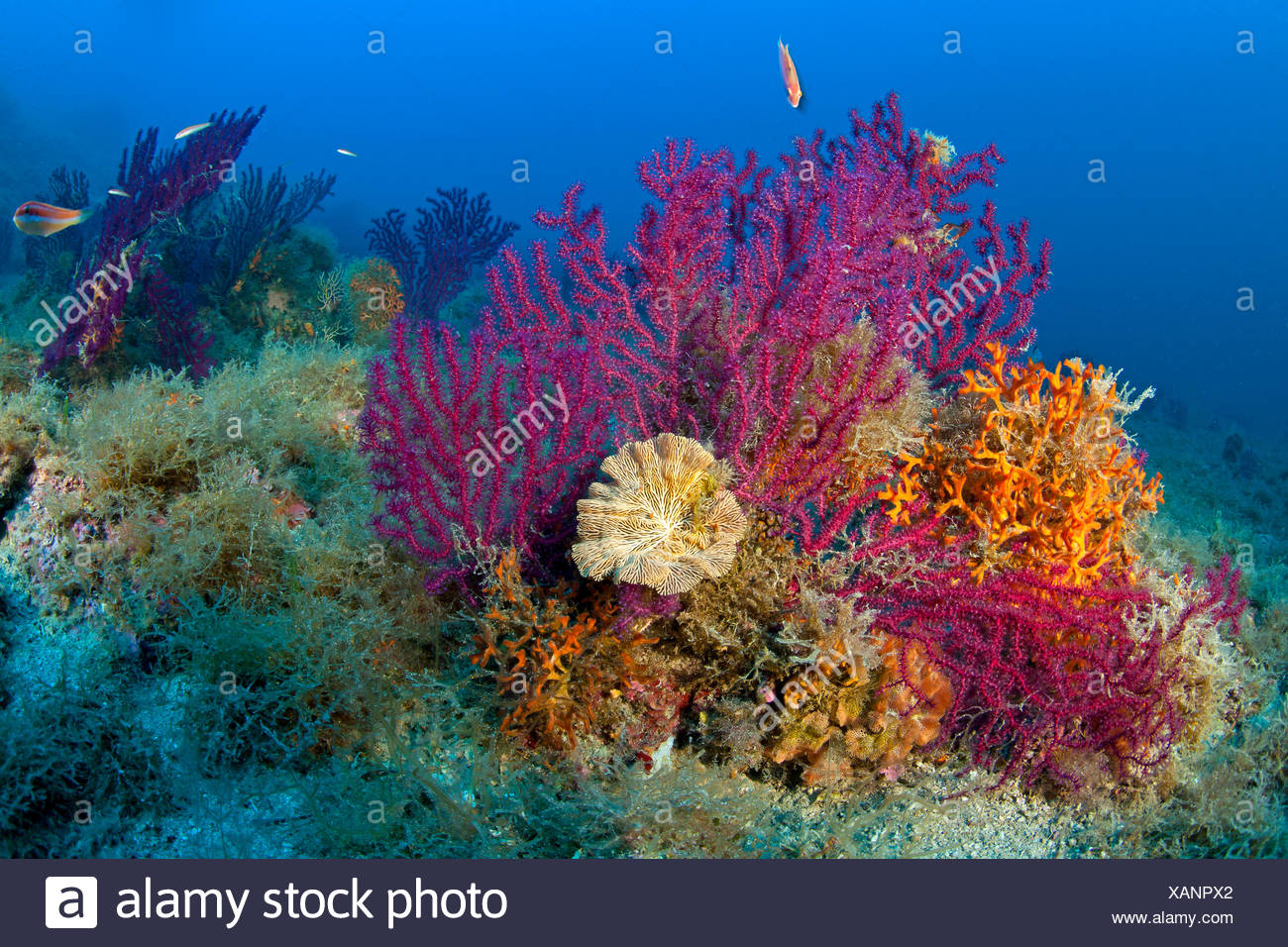 Mediterranean Fan Coral High Resolution Stock Photography and Images ...