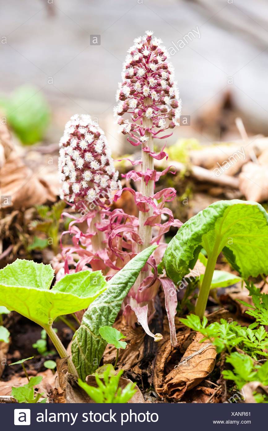 Butterbur Plant High Resolution Stock Photography and Images - Alamy