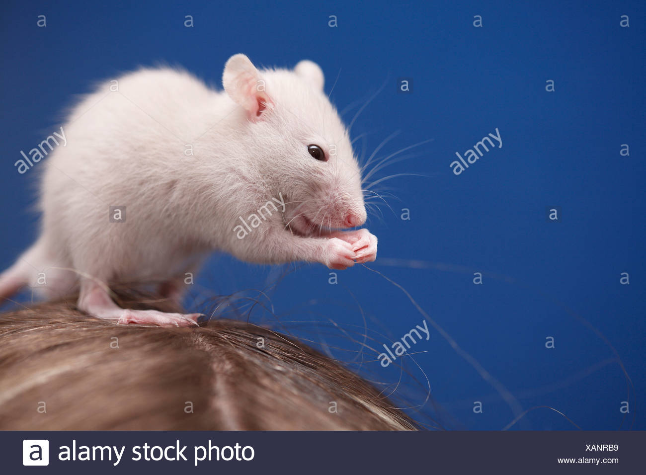 Rattus Norvegicus Domesticus High Resolution Stock Photography and ...
