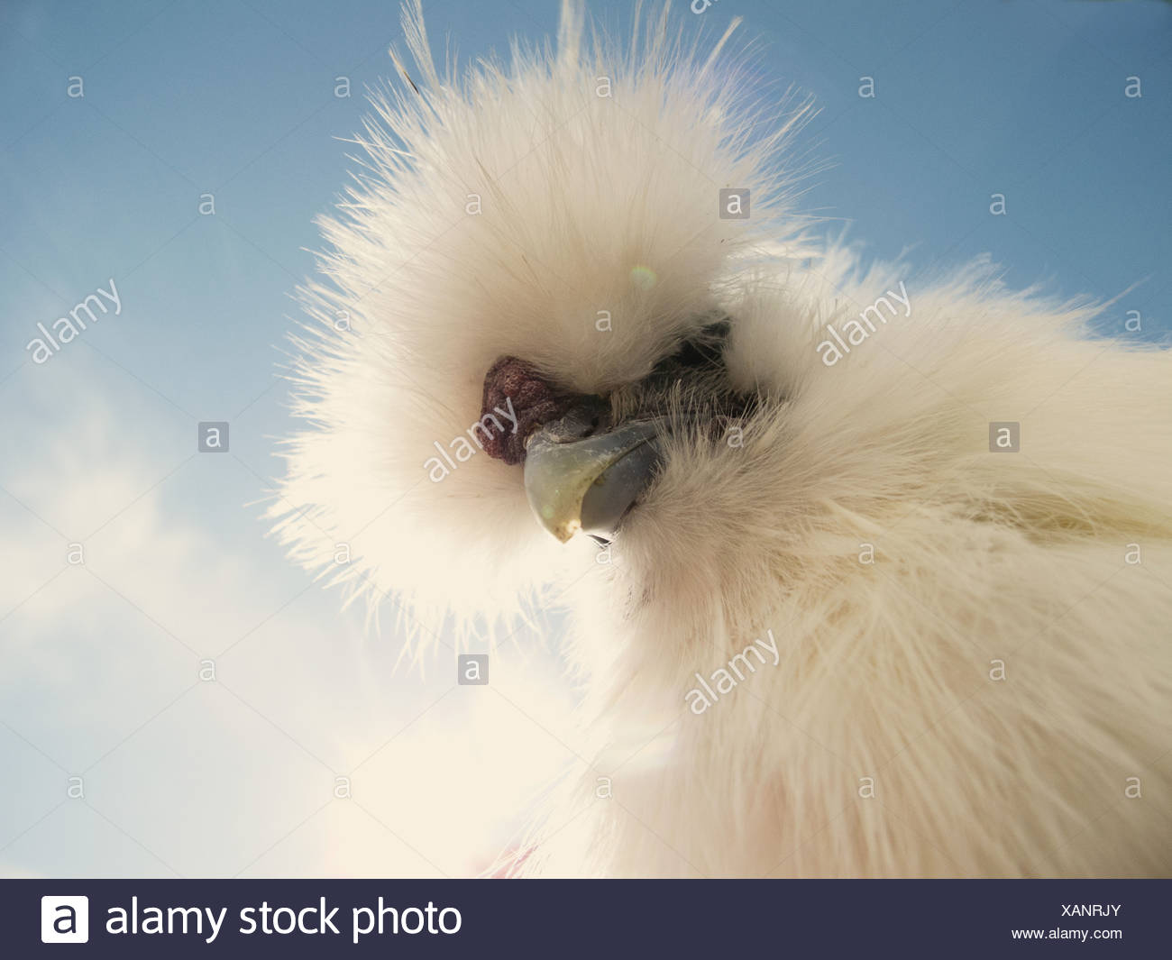 Crazy Rooster High Resolution Stock Photography and Images - Alamy