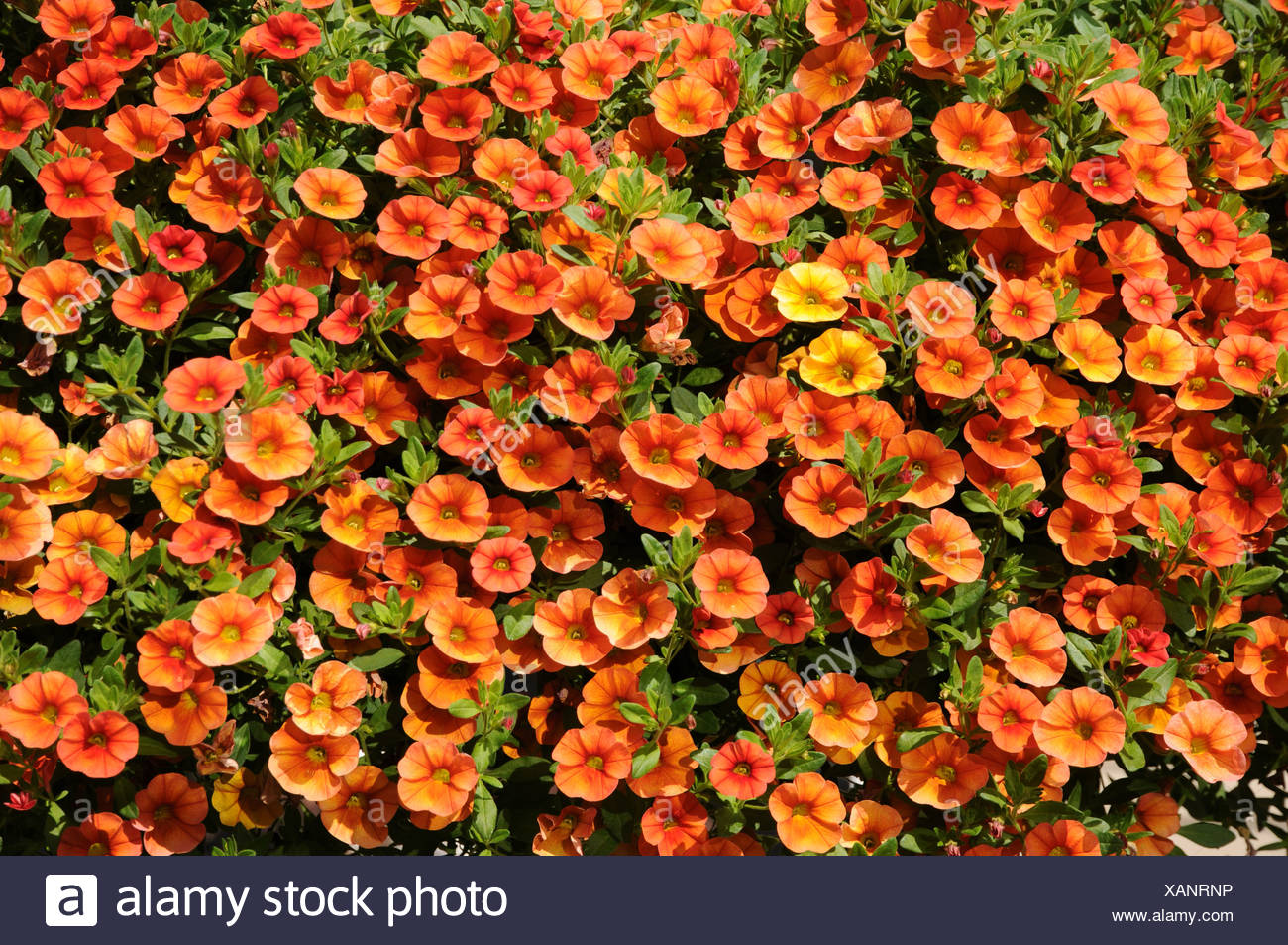 Petunia Calibrachoa High Resolution Stock Photography and Images - Alamy