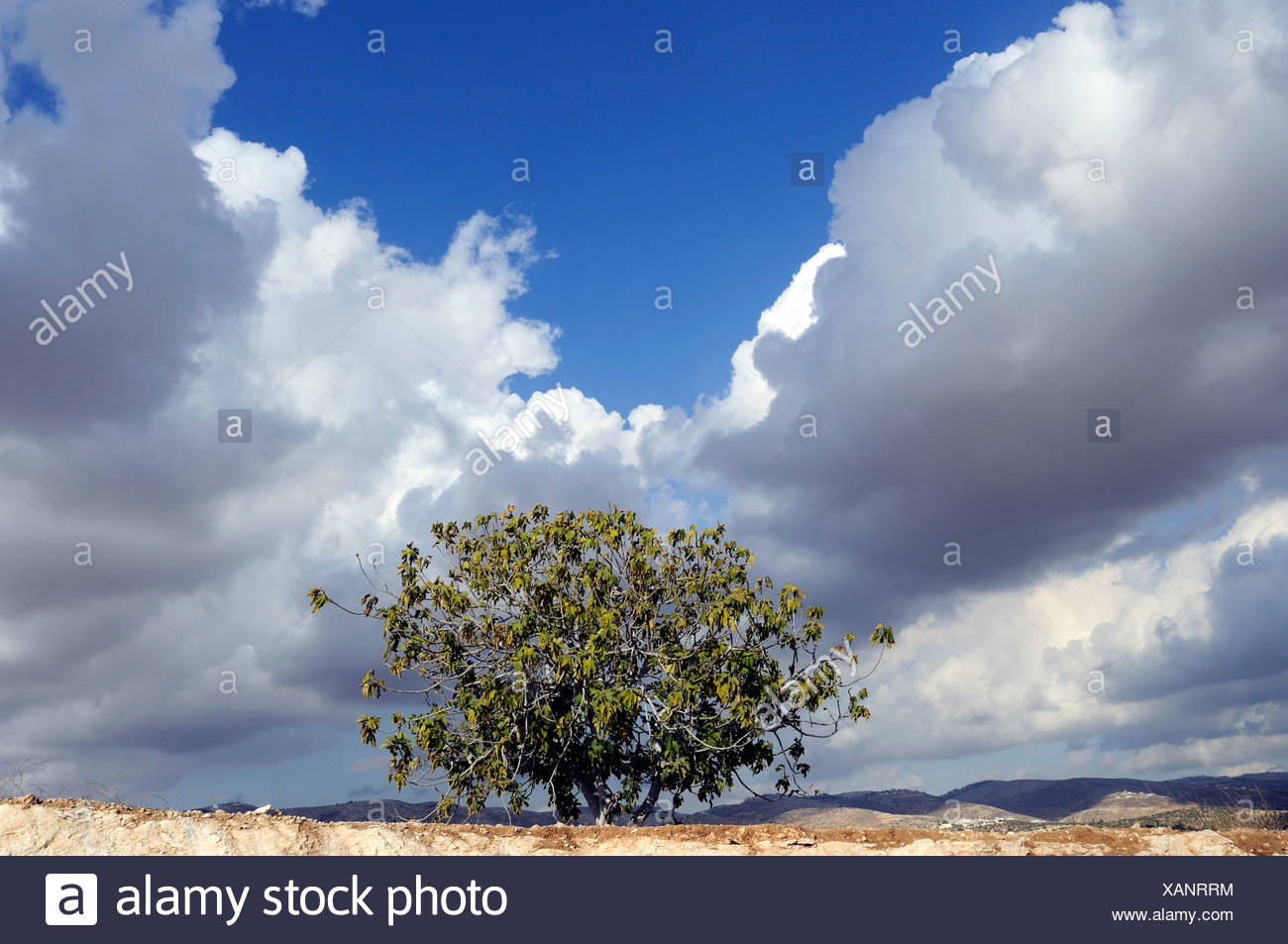 Fig 1 High Resolution Stock Photography and Images - Alamy