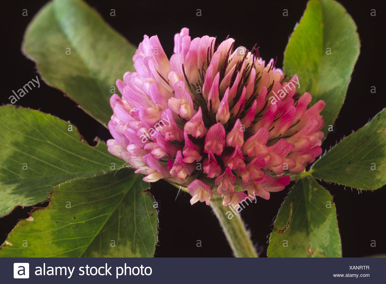 Alsike Clover Stock Photos & Alsike Clover Stock Images - Alamy