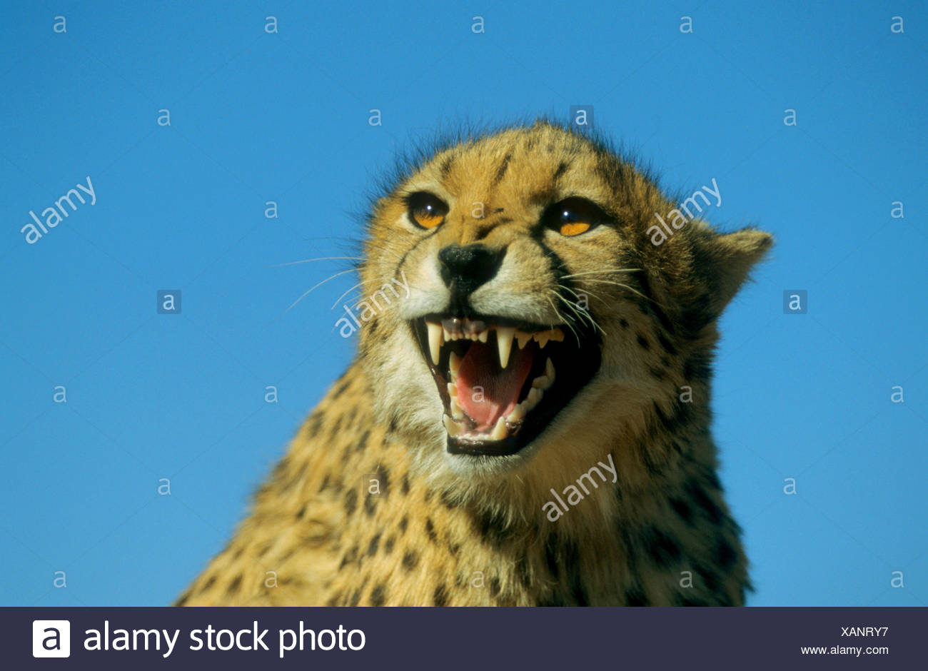 Cheetah Teeth Closeup High Resolution Stock Photography and Images - Alamy