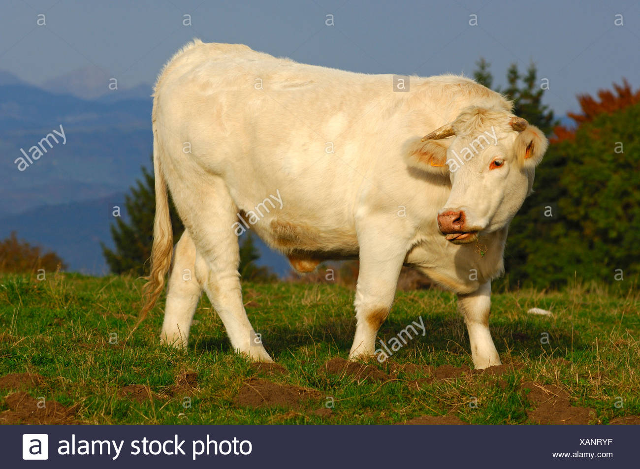 Charolais France High Resolution Stock Photography and Images - Alamy
